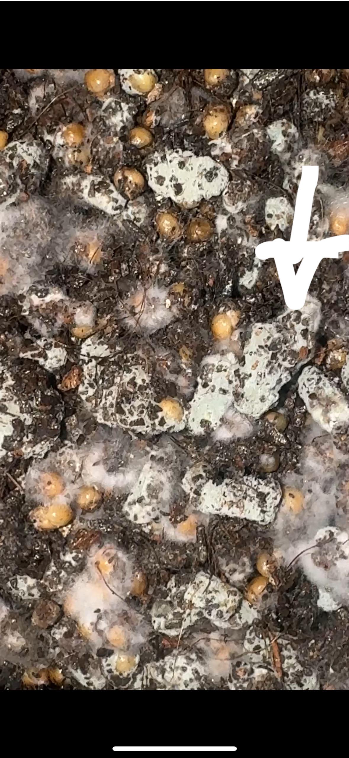 Yo is this contamination? | Scrolller