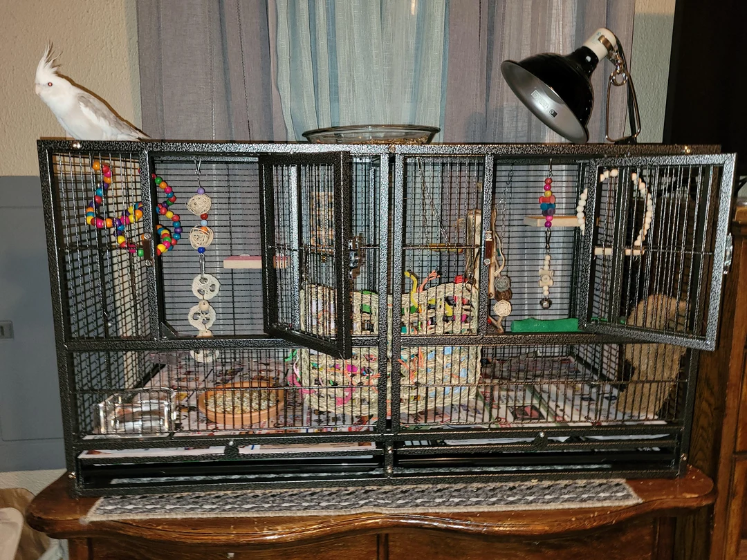 KoKo got an upgraded home today! | Scrolller