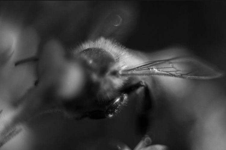 Macro on a bee from my garden | Scrolller