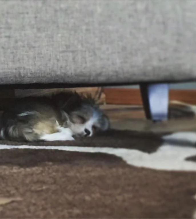 Tiny sleepy pupper | Scrolller