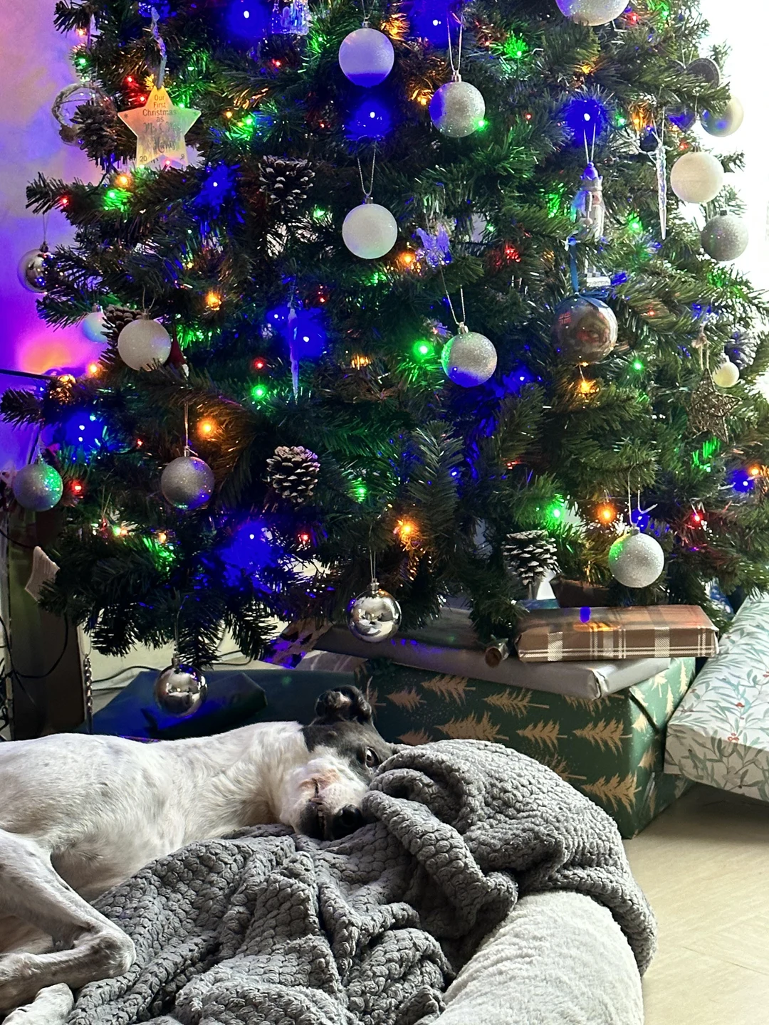 Our gift under the tree | Scrolller