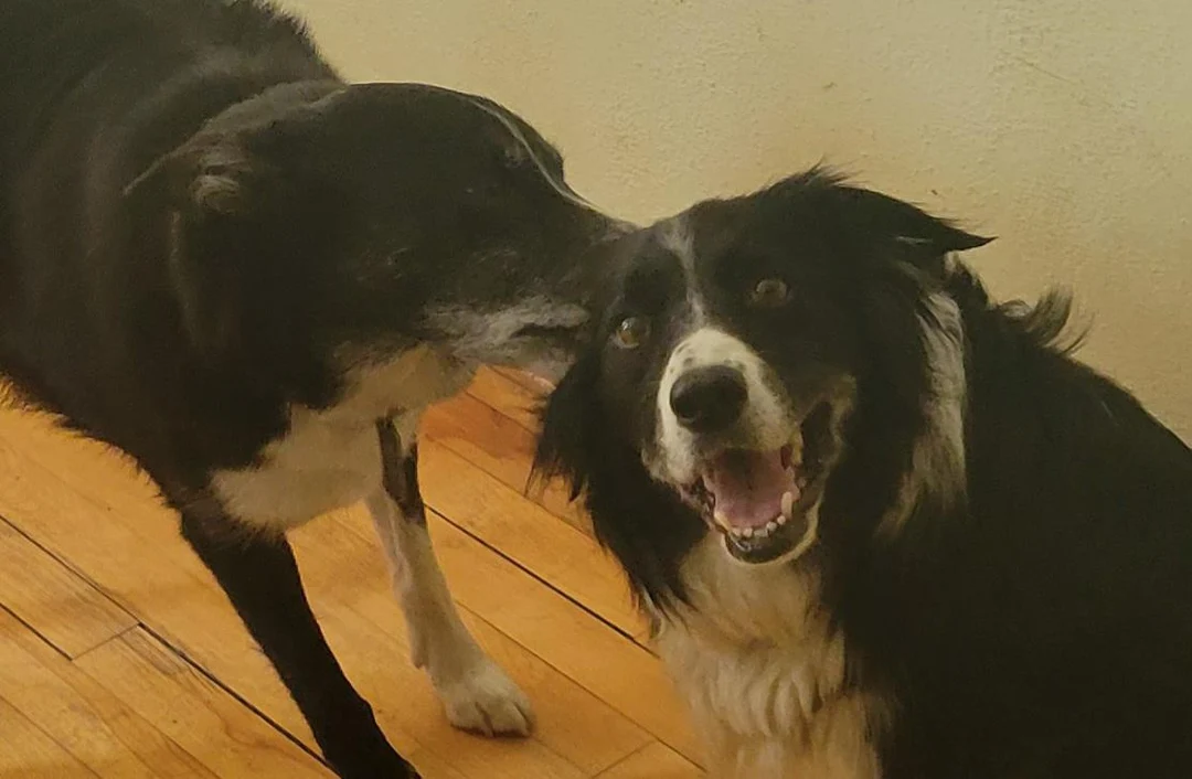 Pre-Dogpark, Ear-Grooming Derp. OC. | Scrolller