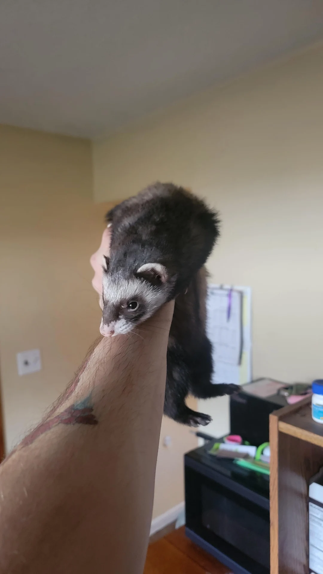 Sweet Tooth | Scrolller