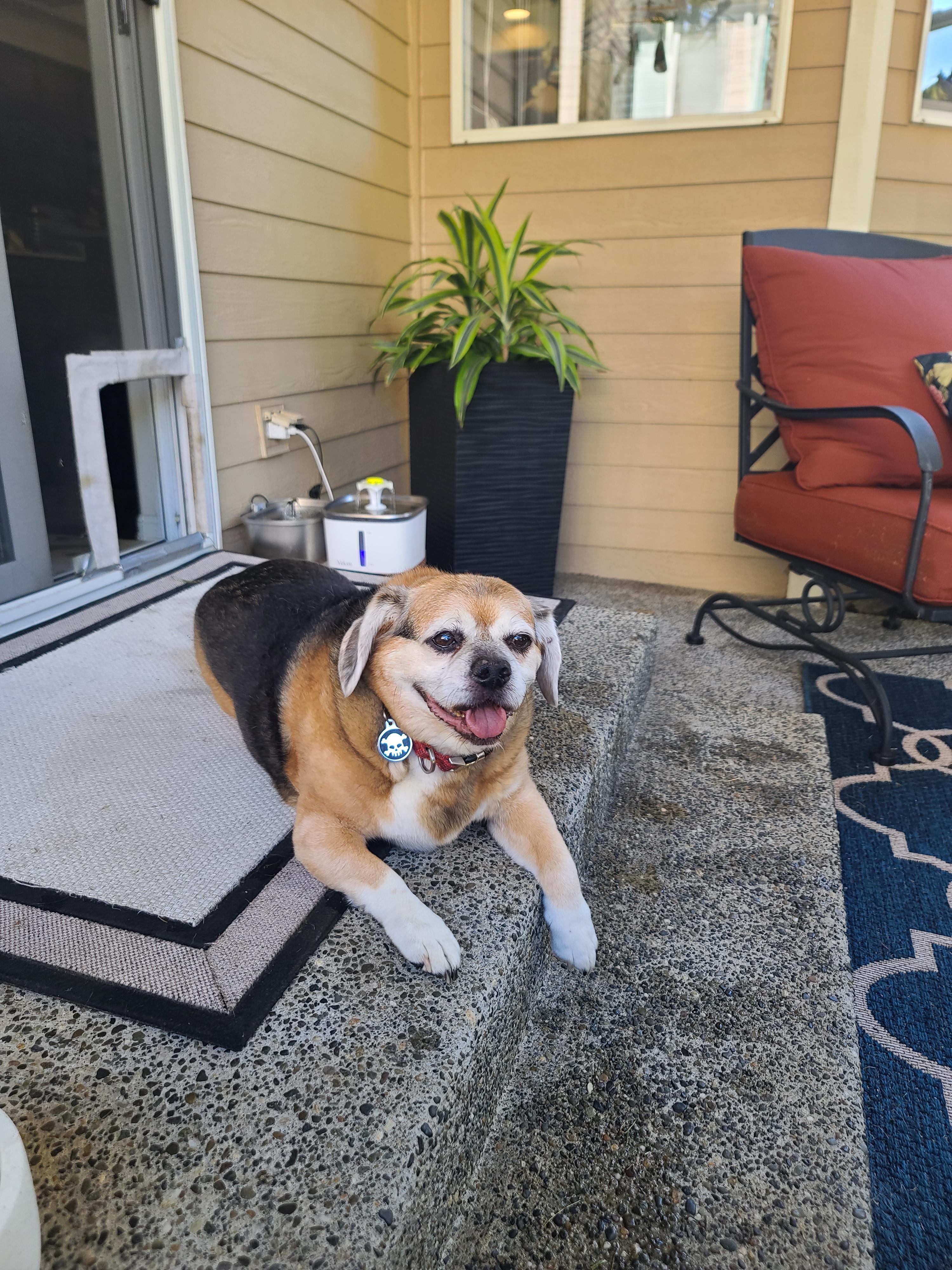 Draw my aging pup to help me | Scrolller