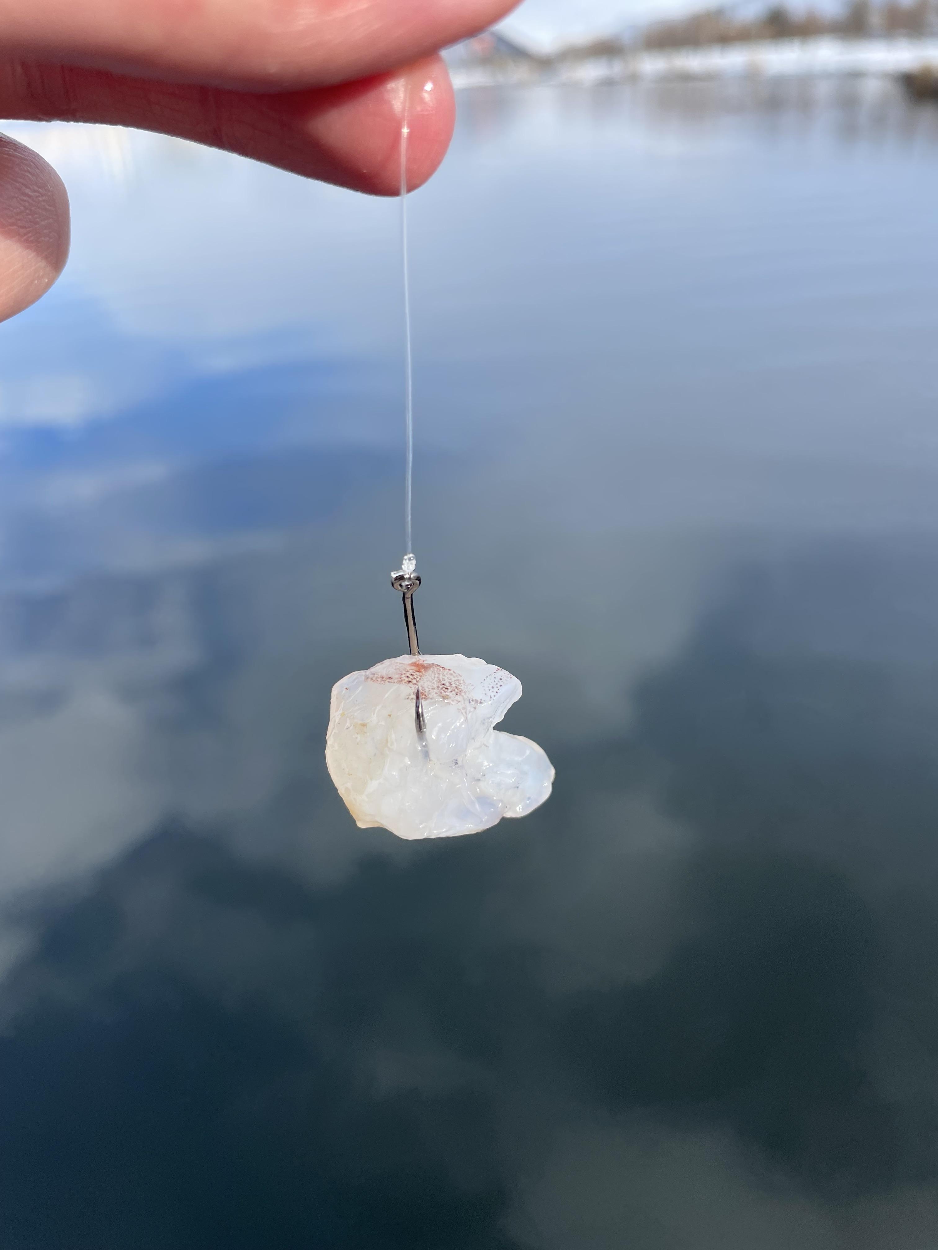 Caught a rainbow trout on a cut shrimp size 1 circle hook. | Scrolller