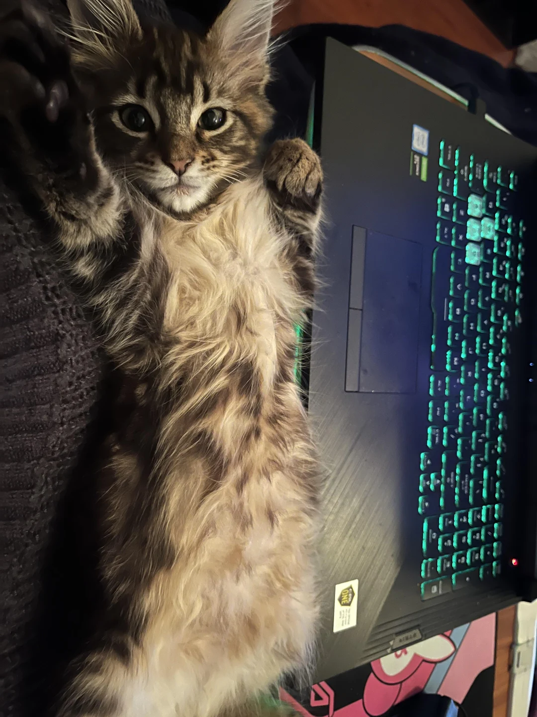 Meet our 13 week old new addition to the family, Rexxar | Scrolller