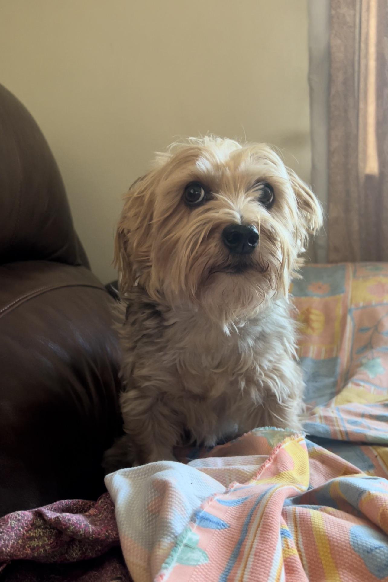 Princeton the pupper! [oc] | Scrolller