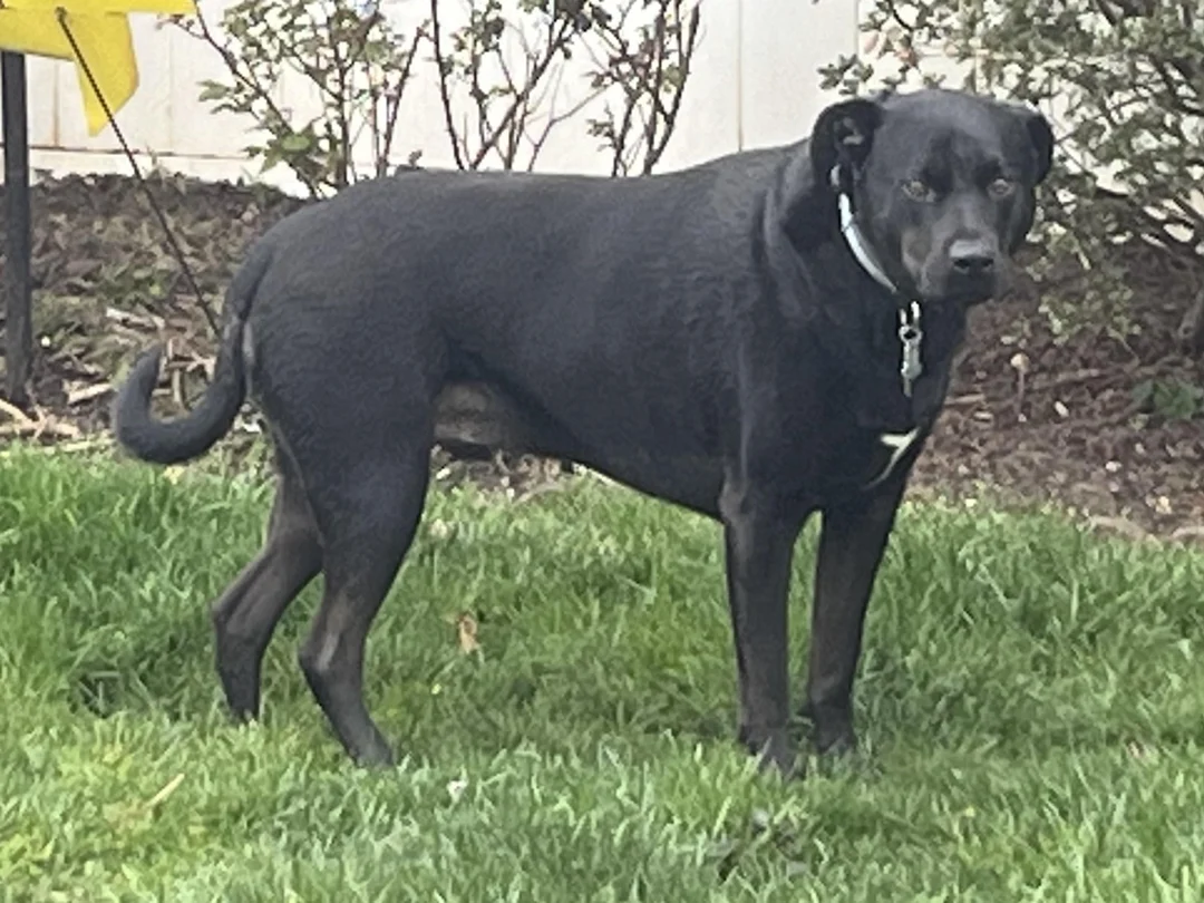 Thick Boi, not Chonk! | Scrolller