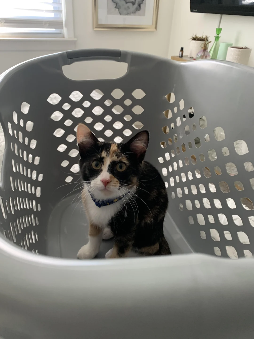 Unintentional cat trap | Scrolller