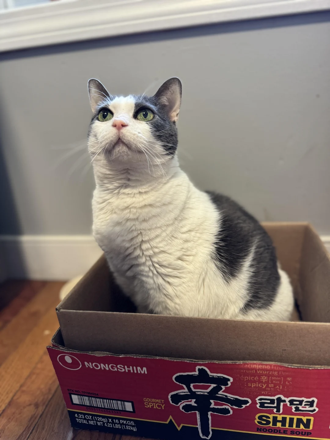 Miss Buttons in a box | Scrolller