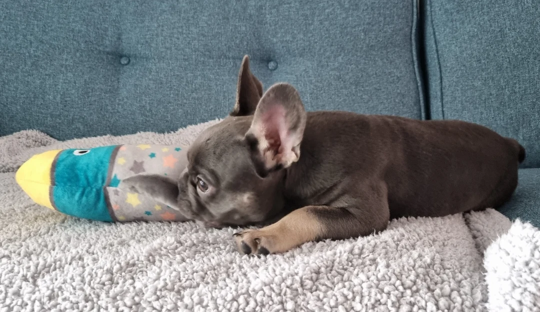 short and stubby, little Chubbly 🥰 | Scrolller