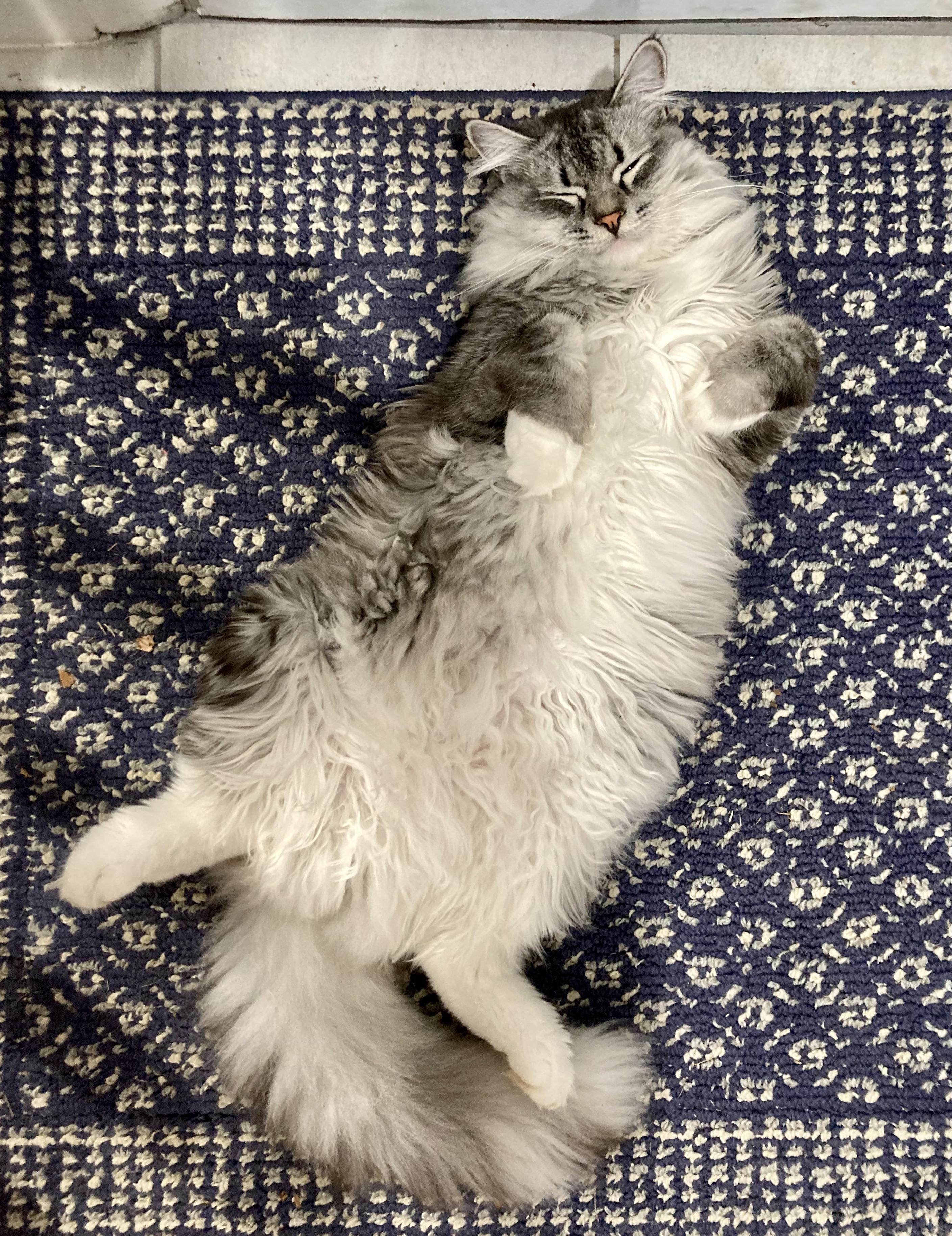 Our boy taking a little nap. | Scrolller