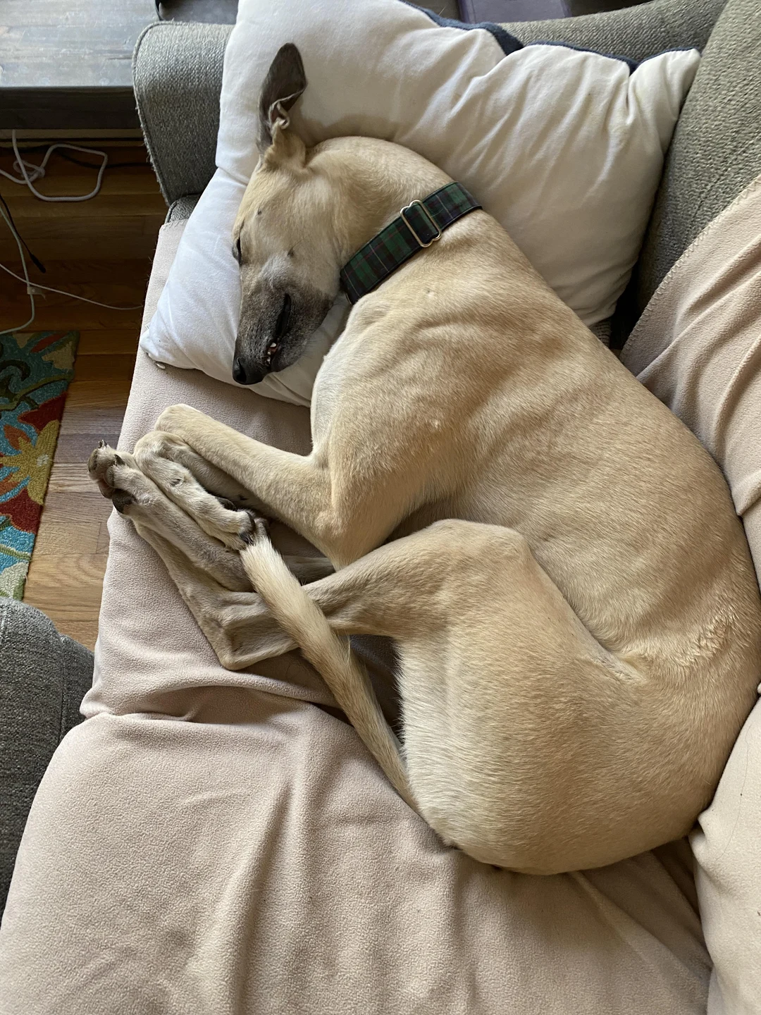 Afternoon nap. | Scrolller