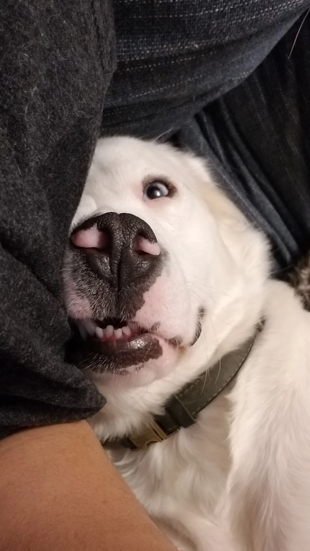 My cuddle derp (xpost) | Scrolller