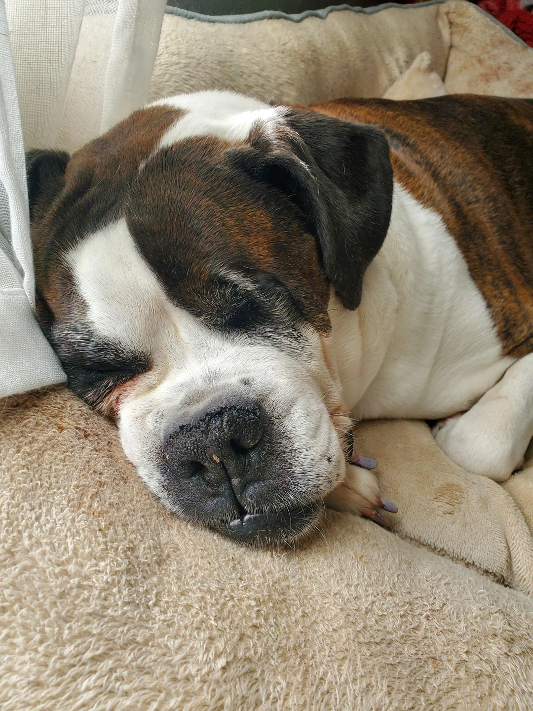 In search of female brindle boxer puppy! | Scrolller