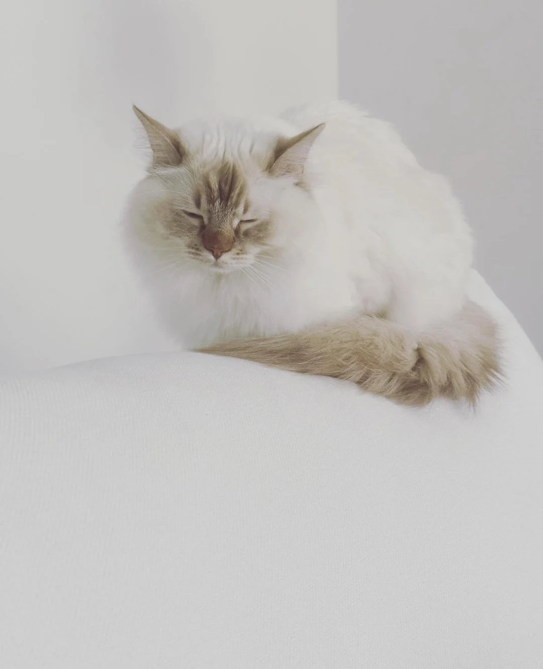 Shangool’s Couch Loaf | Scrolller