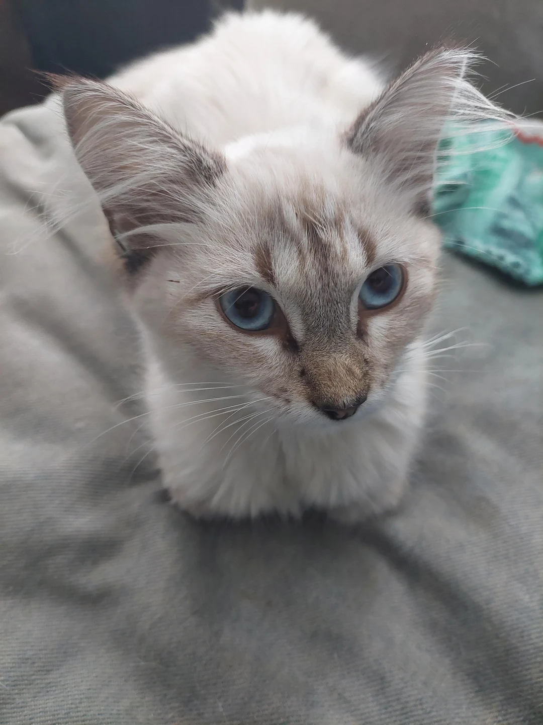 Toast makes a great Loaf! | Scrolller