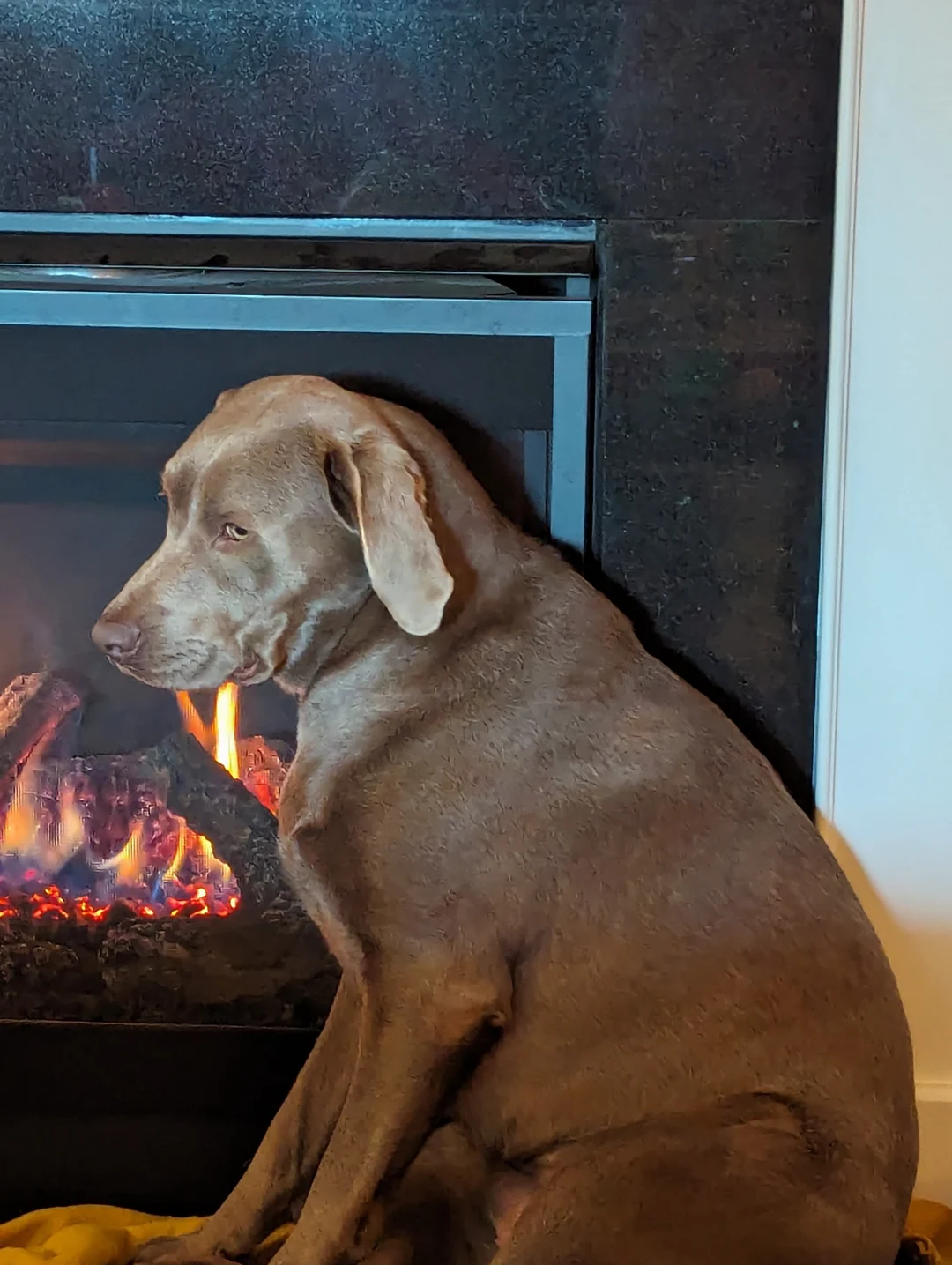 Cold Pupper | Scrolller