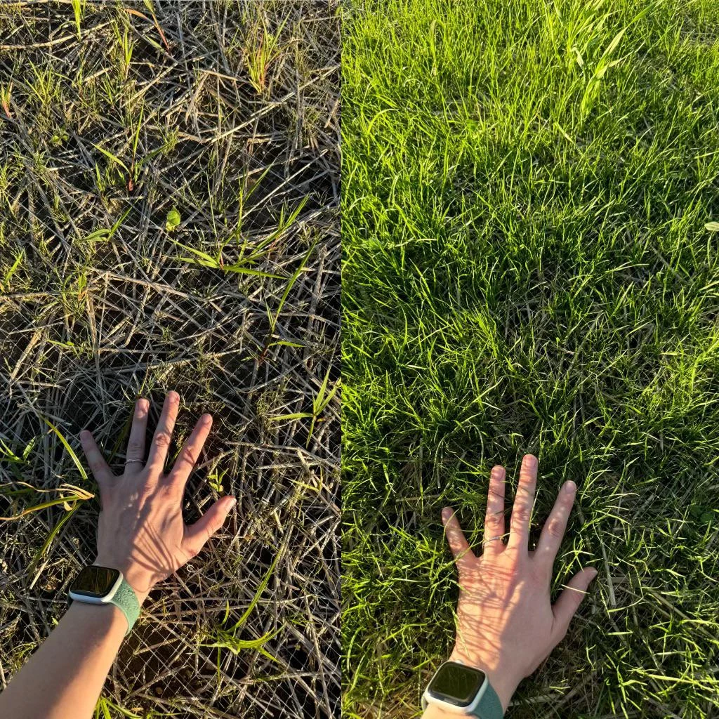 New lawn help | Scrolller