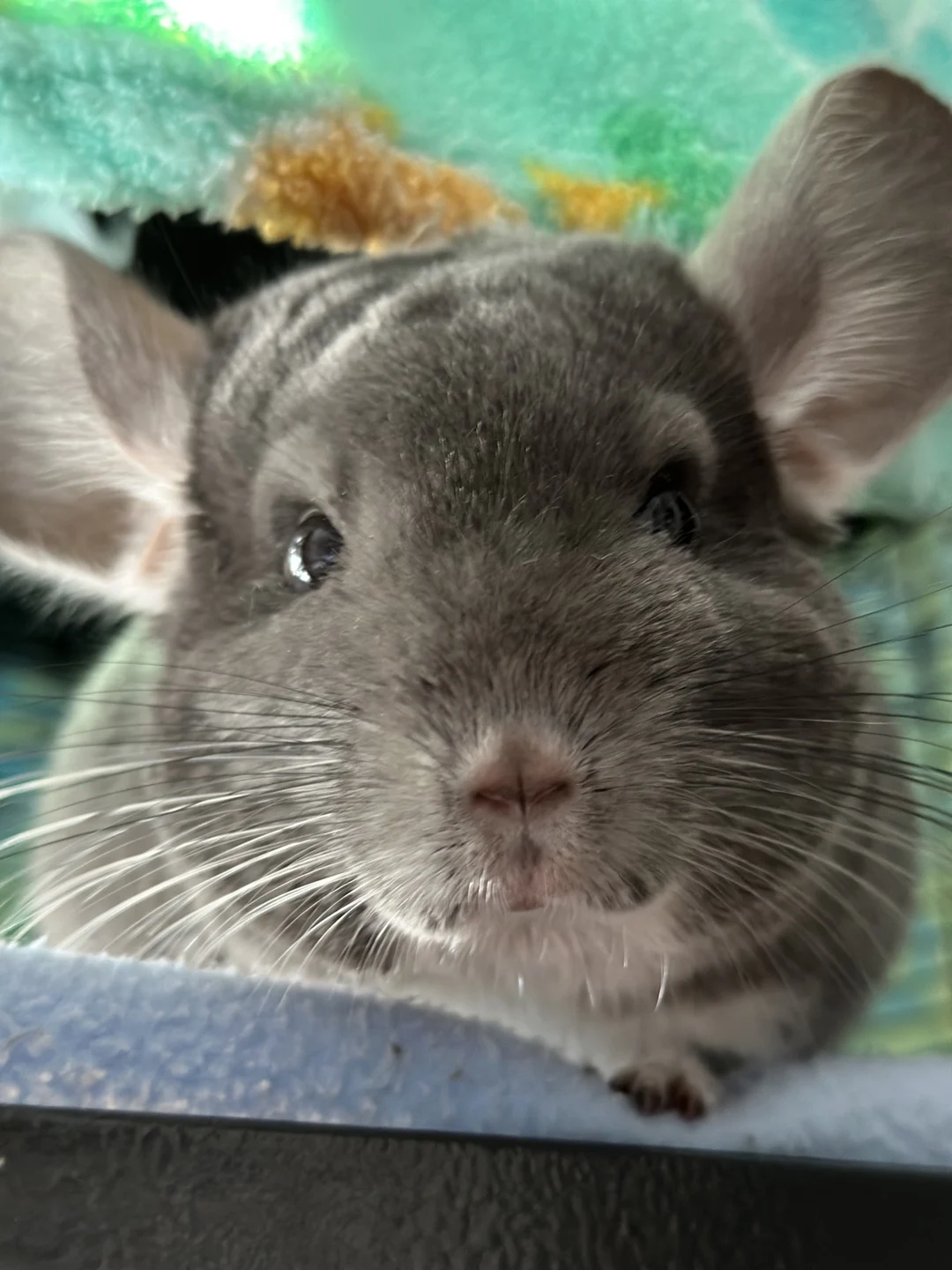 ITAP of a cute chinchilla | Scrolller