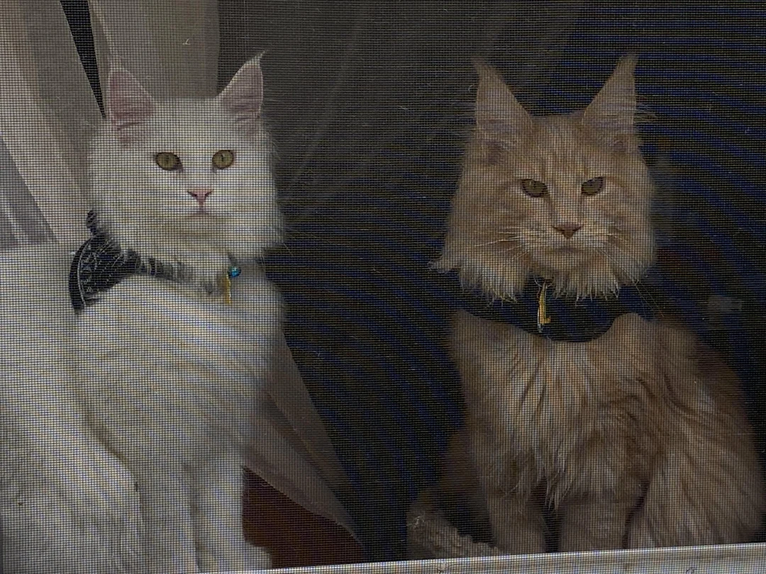 Dad please stop washing your truck and walk us like you promised. | Scrolller