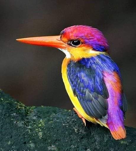 Beautiful Kingfisher | Scrolller