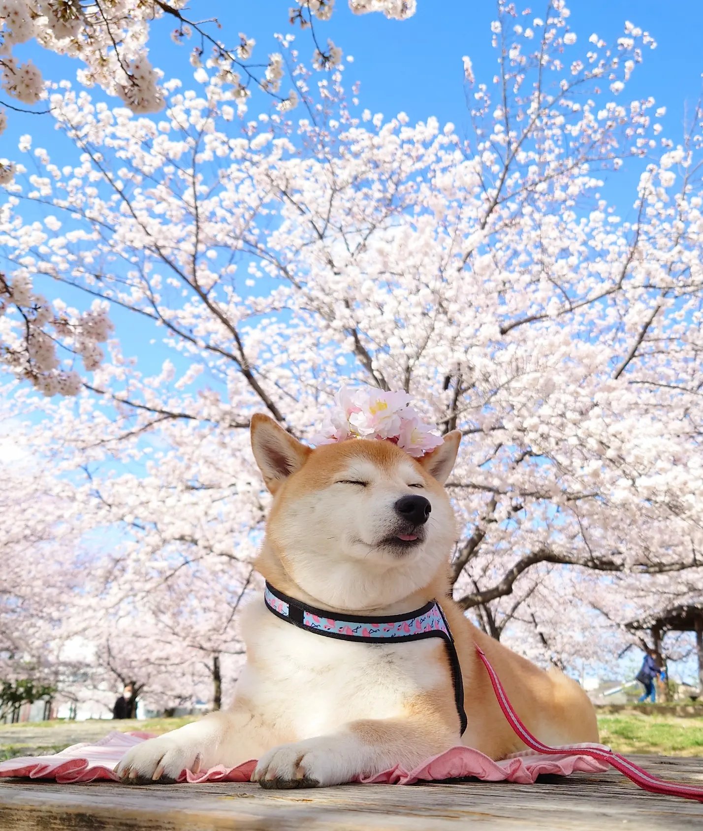 Sakura Dog Scrolller