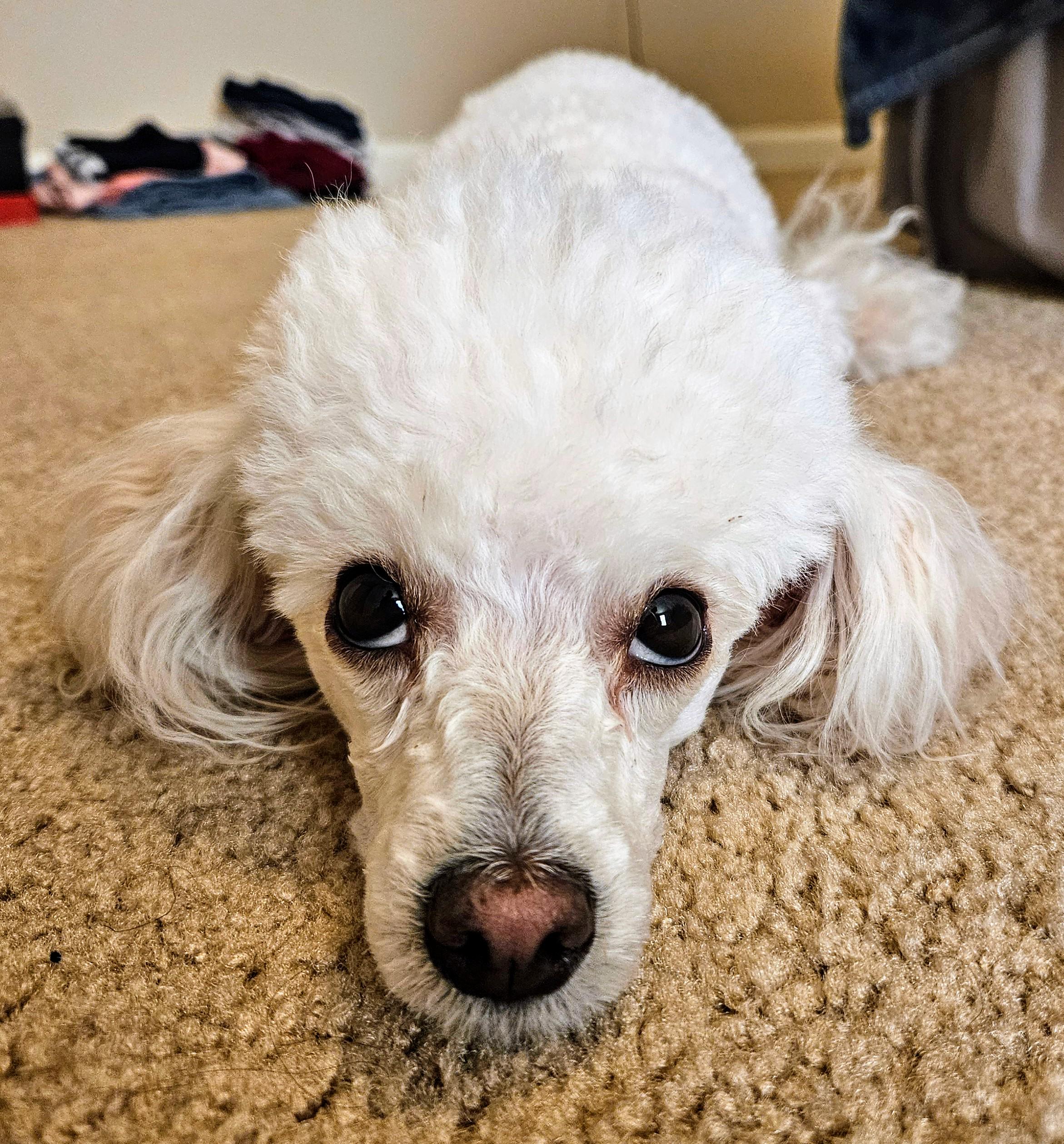 Maltipoo missile | Scrolller