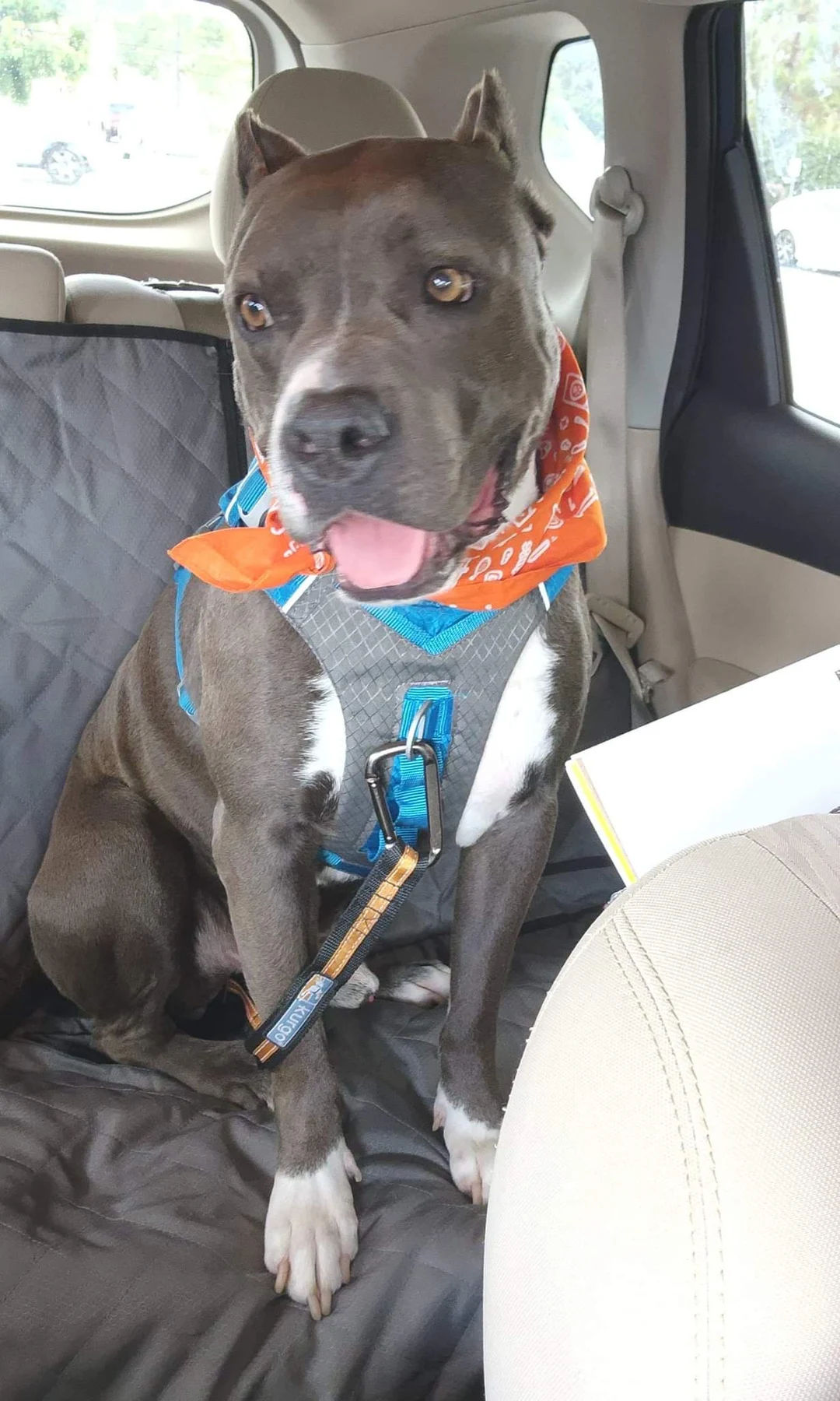 He did so well in his first obedience class! All the treats and ...