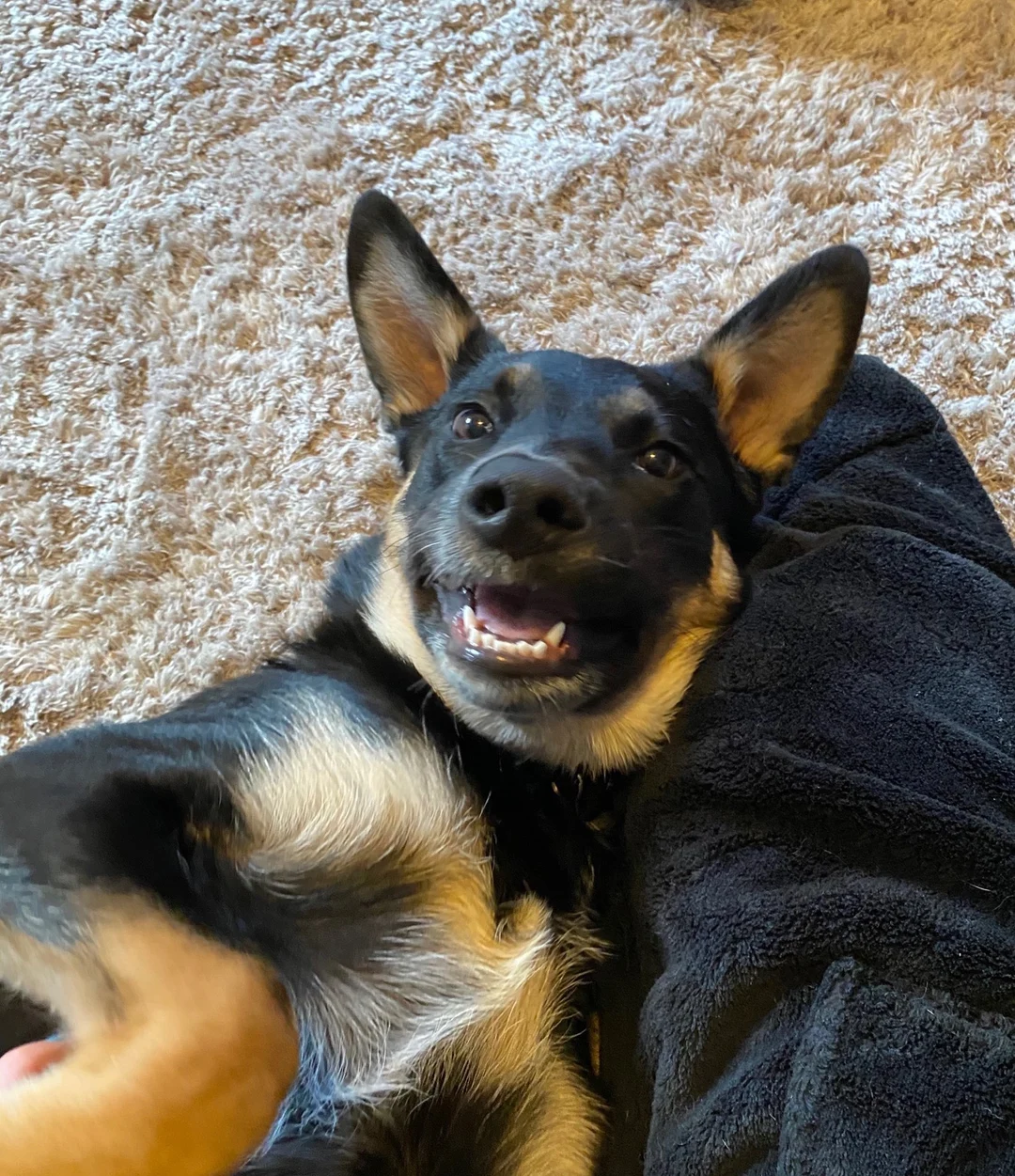 Our rescue dog Winston settling in | Scrolller