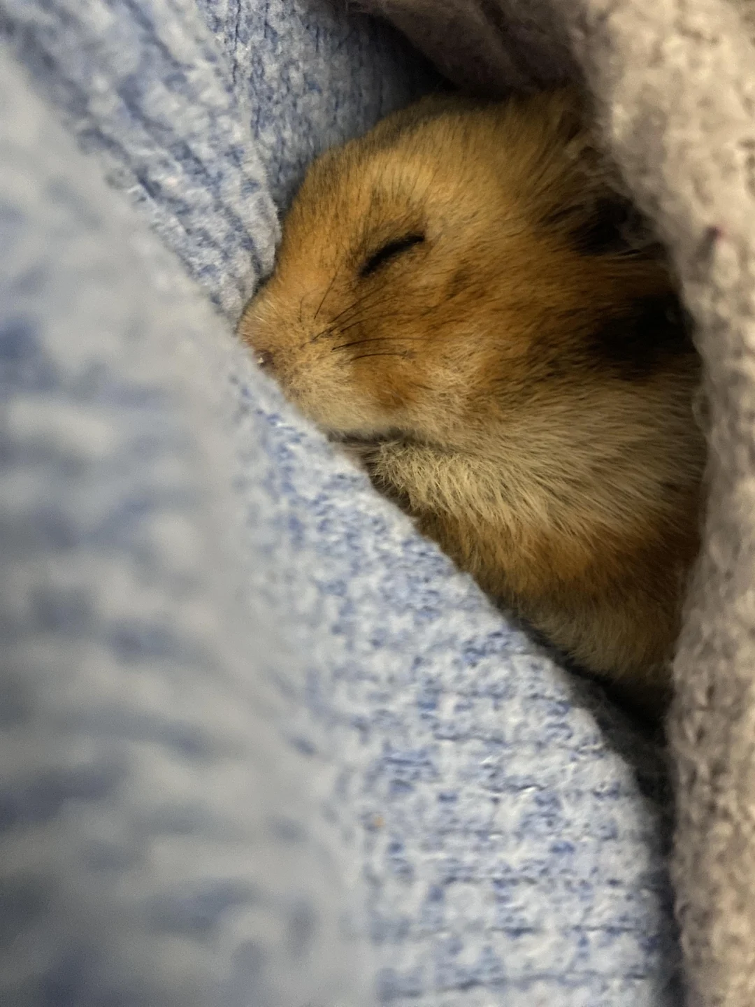 Luca asleep on me | Scrolller