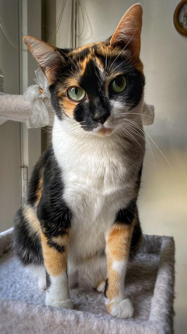 This is Piko. She has a very inflated sense of self. | Scrolller