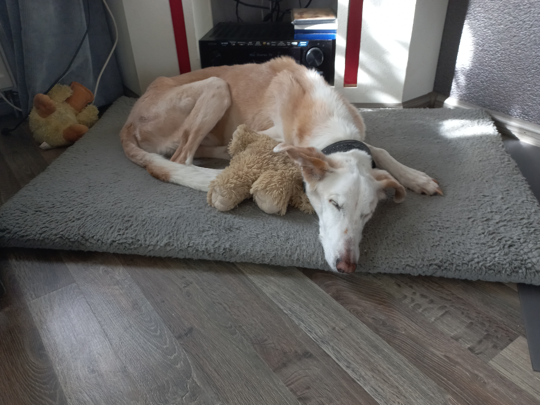 our old man loves napping with his plushie | Scrolller