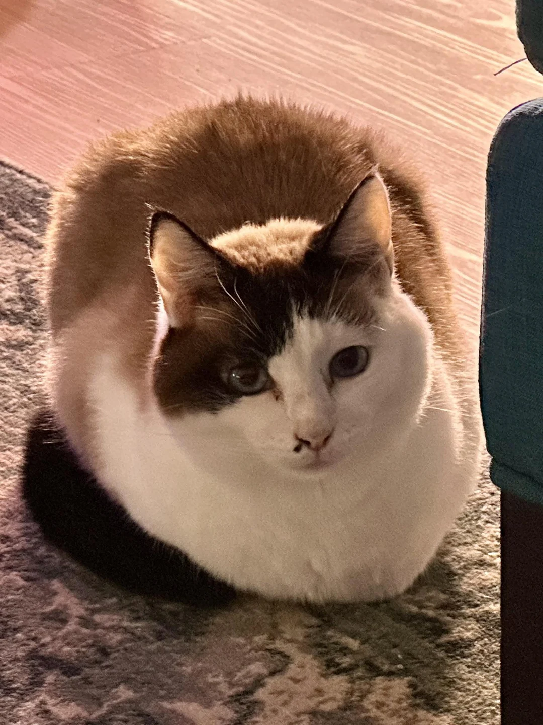 Slightly leaning loaf | Scrolller