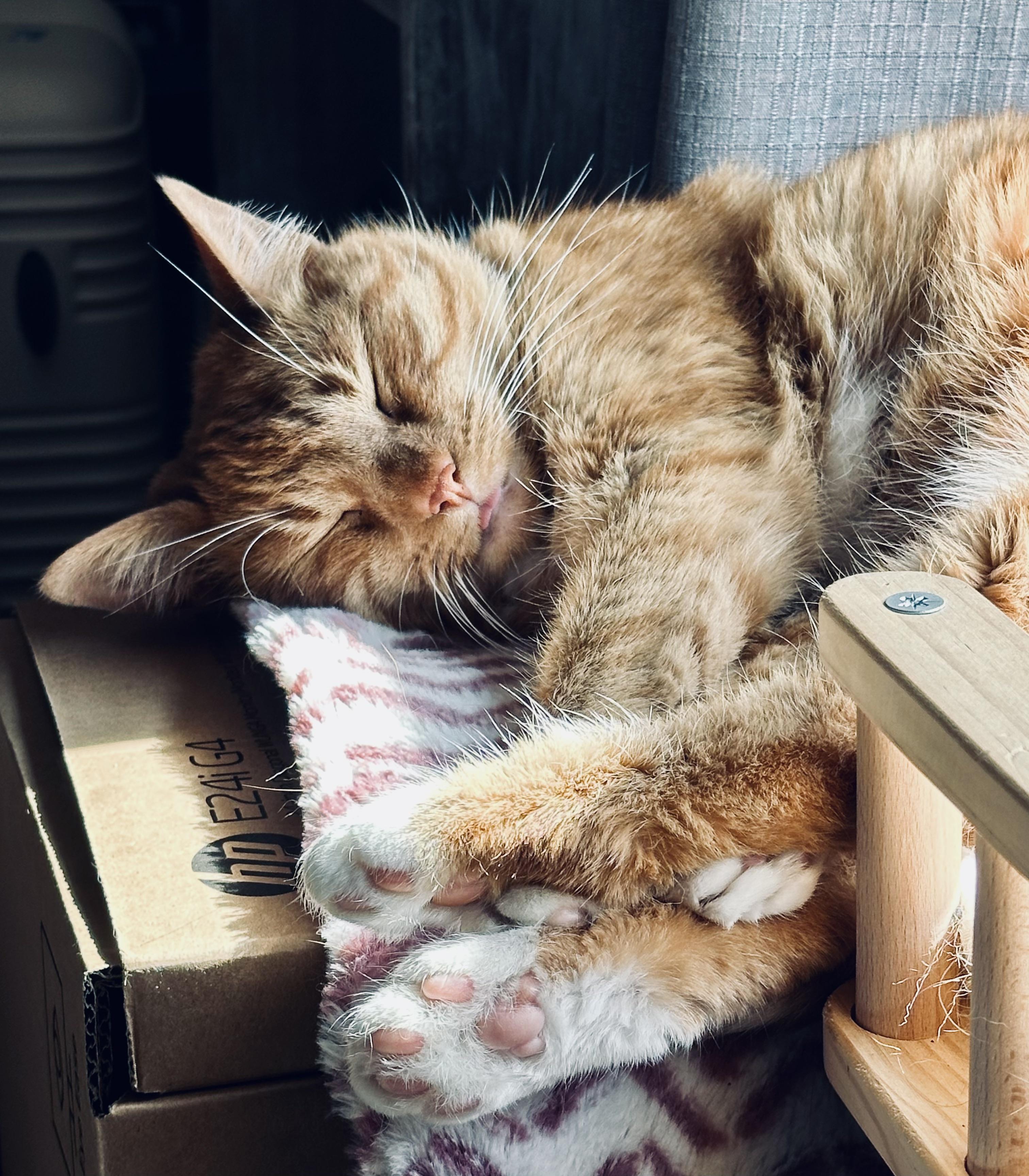 Teenie tiny blep | Scrolller