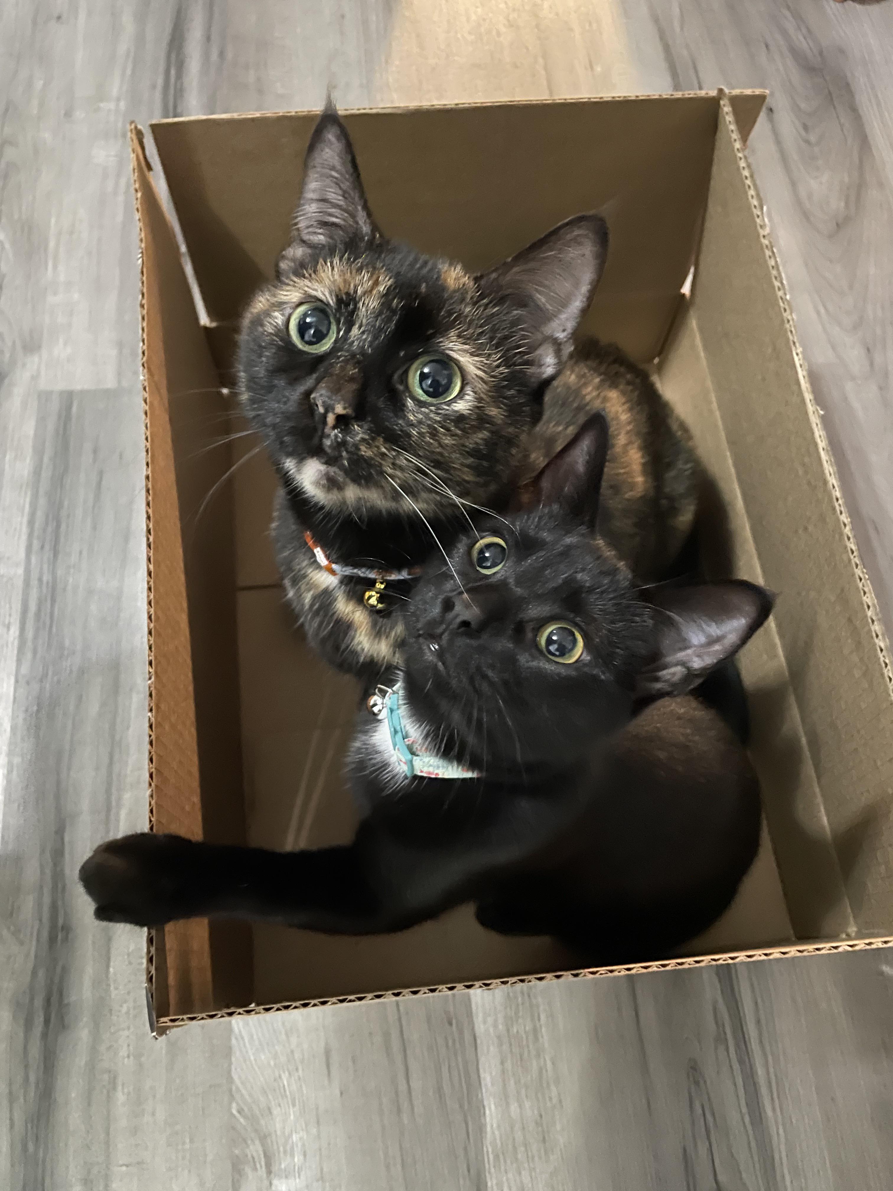 Pebbles and Mochi Bear 😻😻 | Scrolller