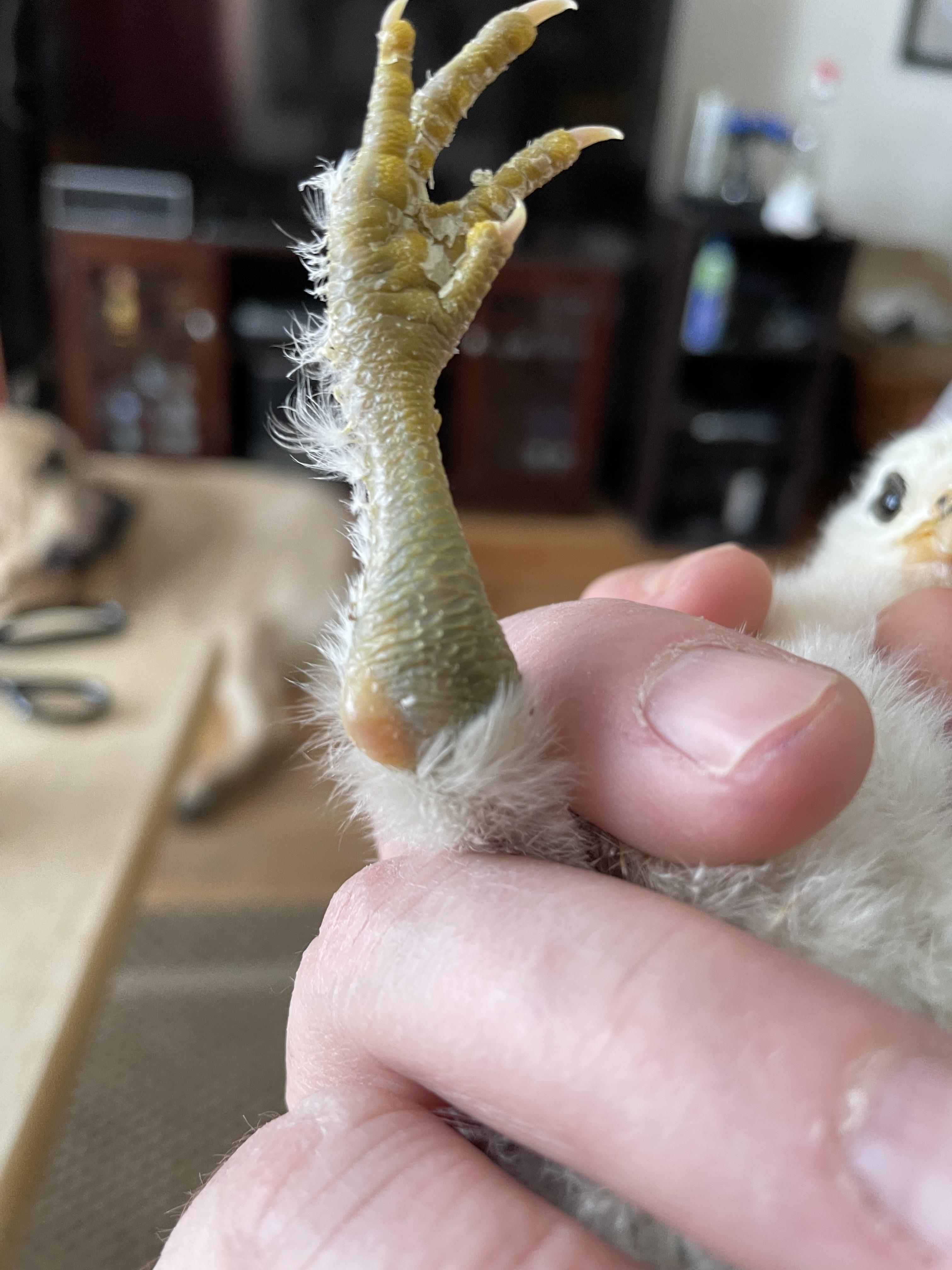 Chicks with a bum leg got a weird bump on it! | Scrolller