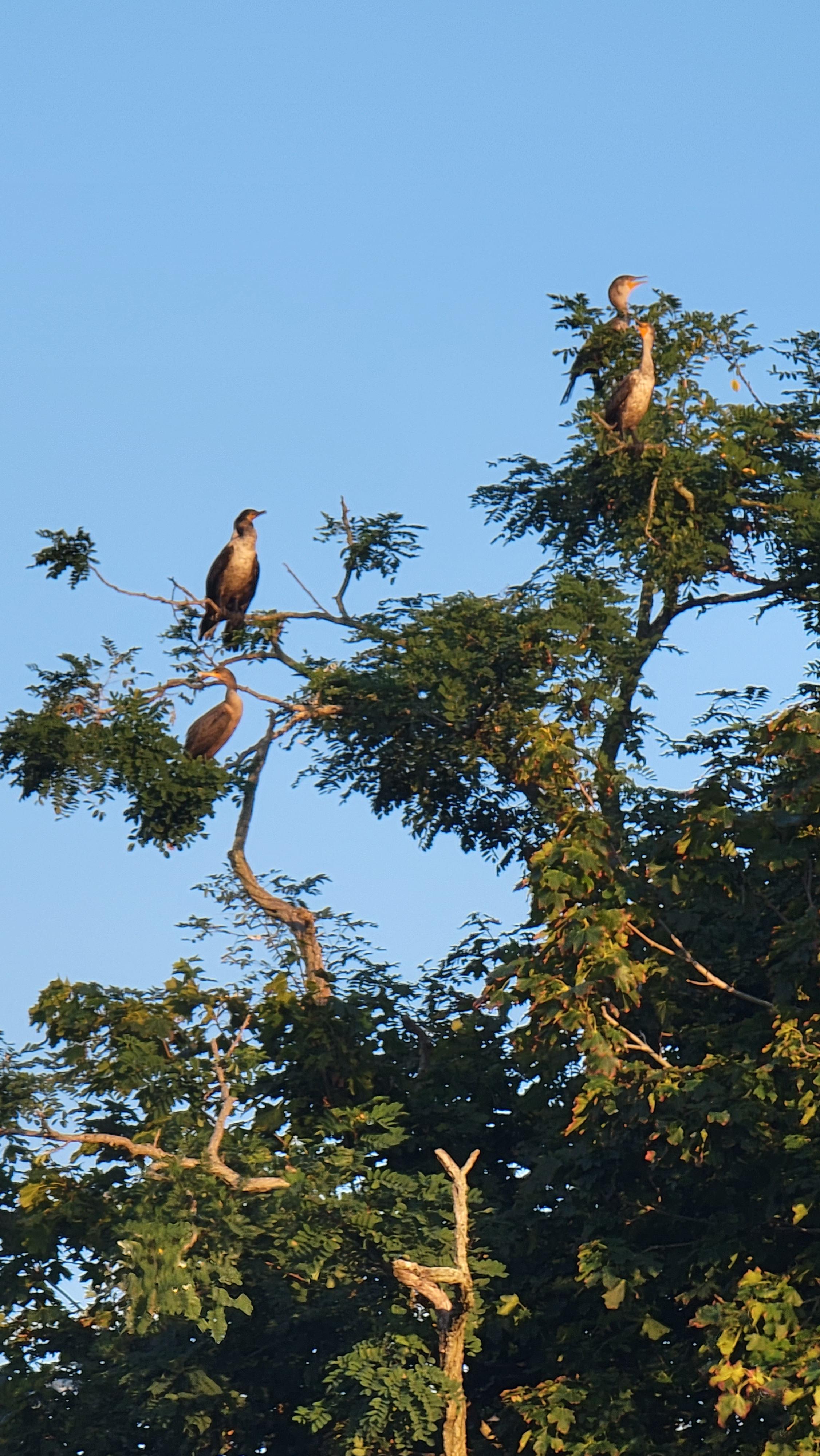 Long Island NY - Dozens of these in trees by the river | Scrolller