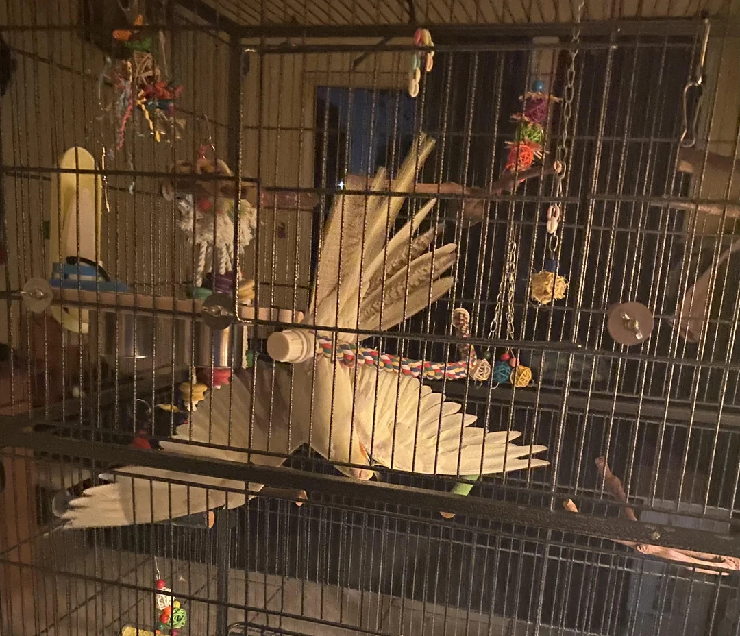 Inverted bird | Scrolller