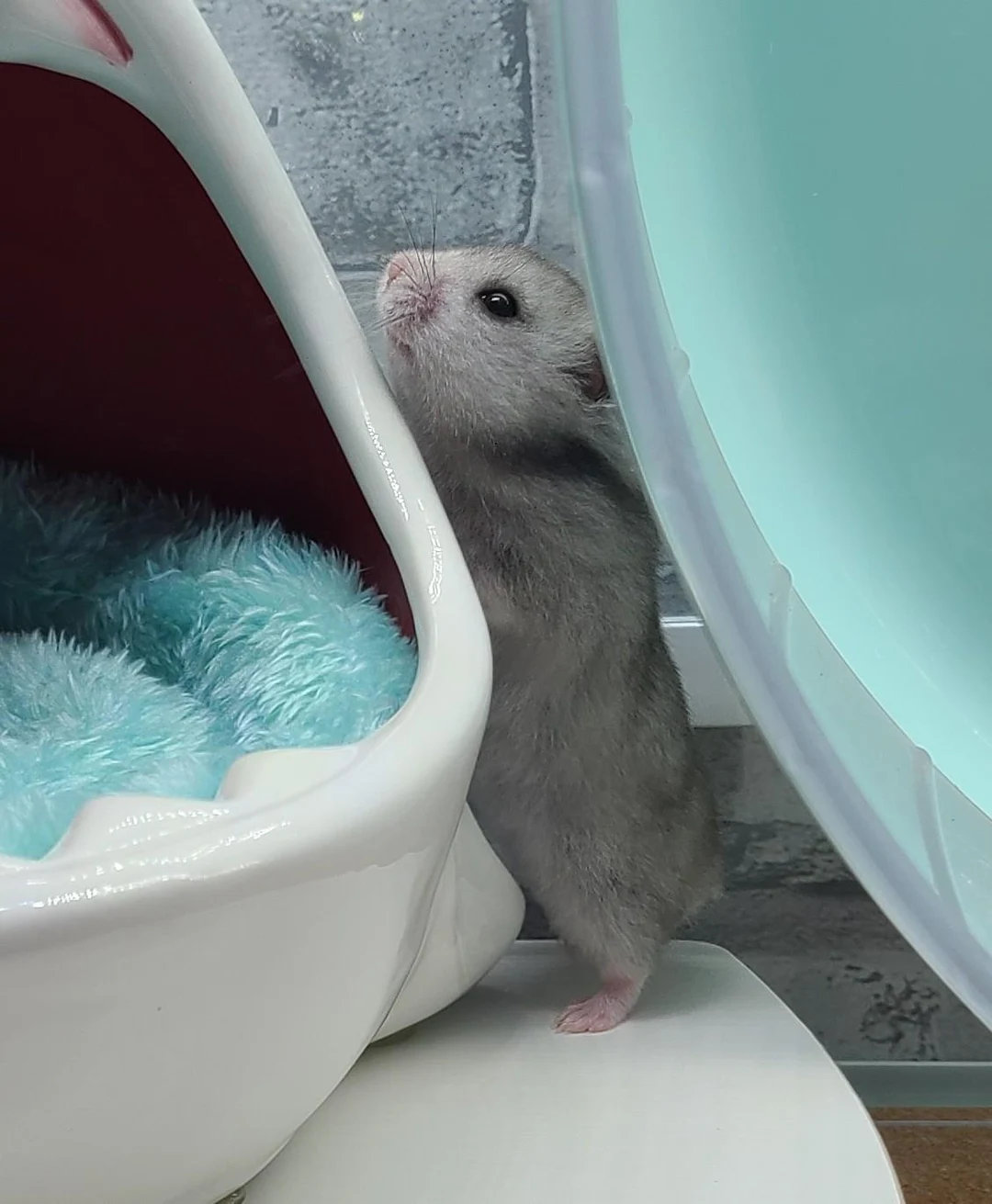 Pepper Bean exploring his new home | Scrolller