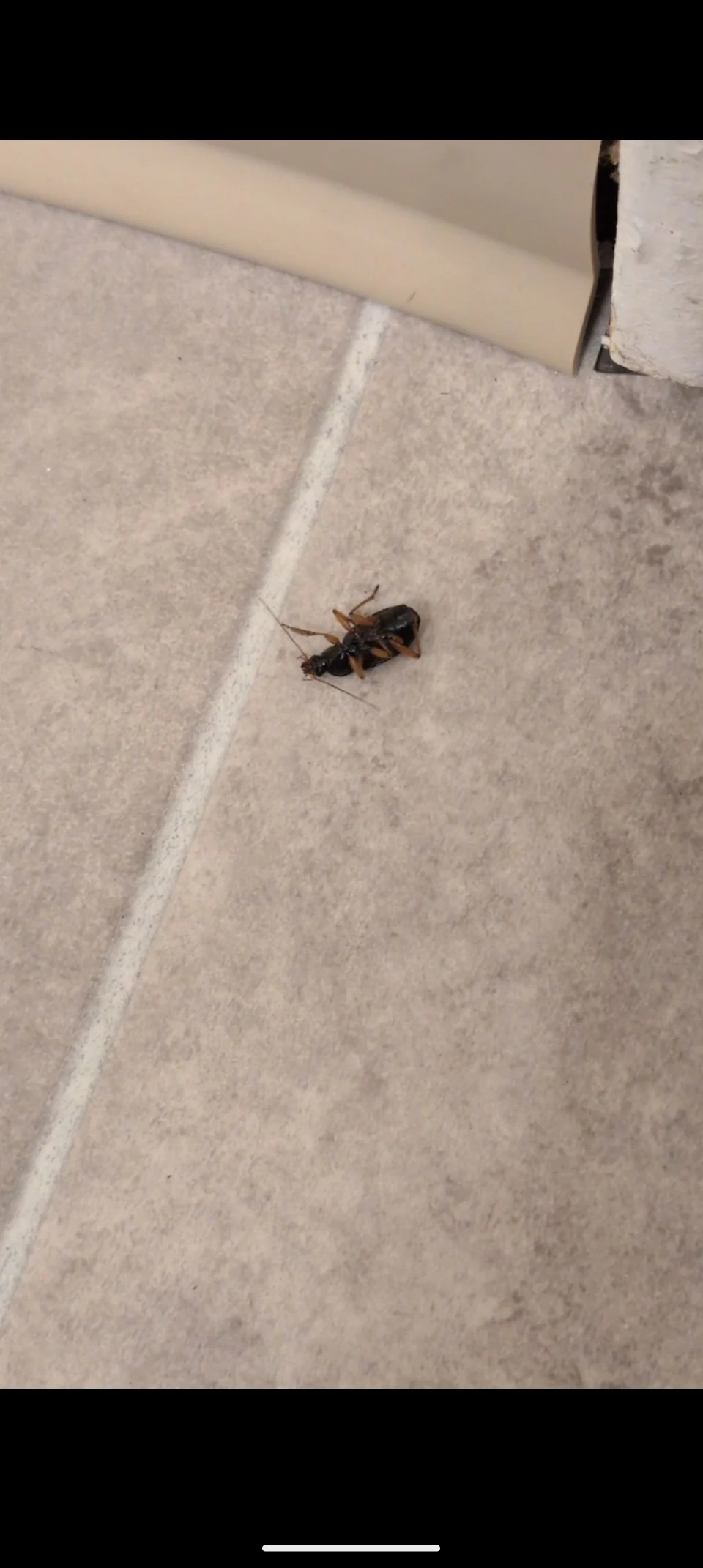 What insect is this | Scrolller