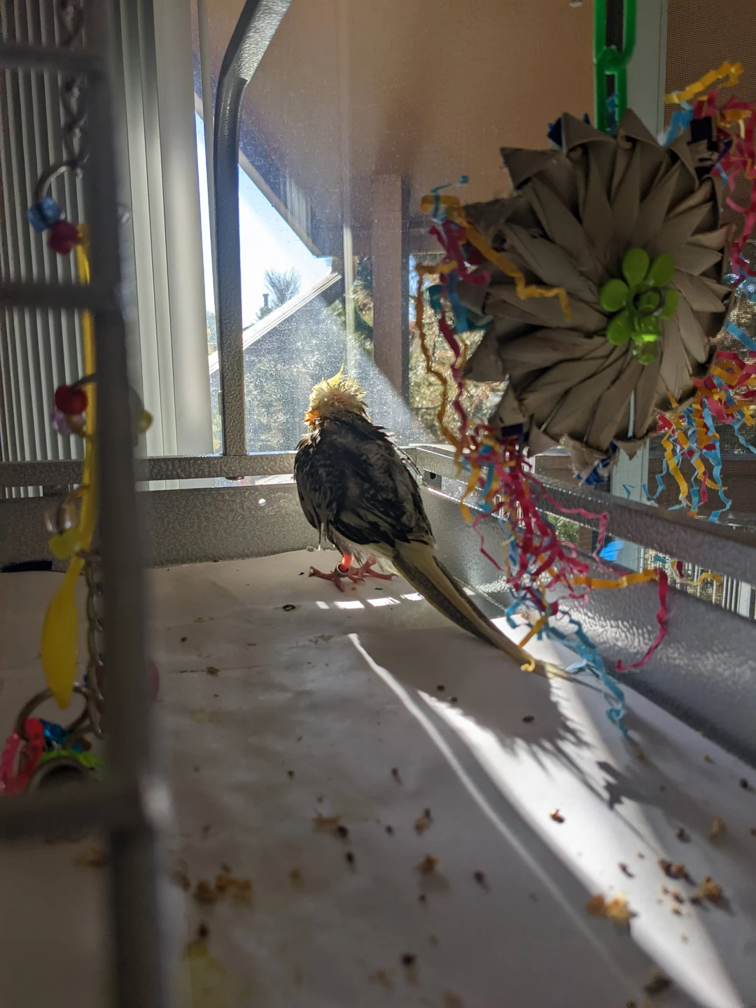 Catching some sun after showering | Scrolller