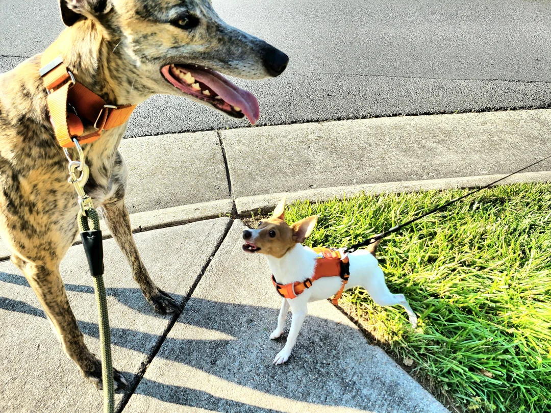 David and Goliath | Scrolller