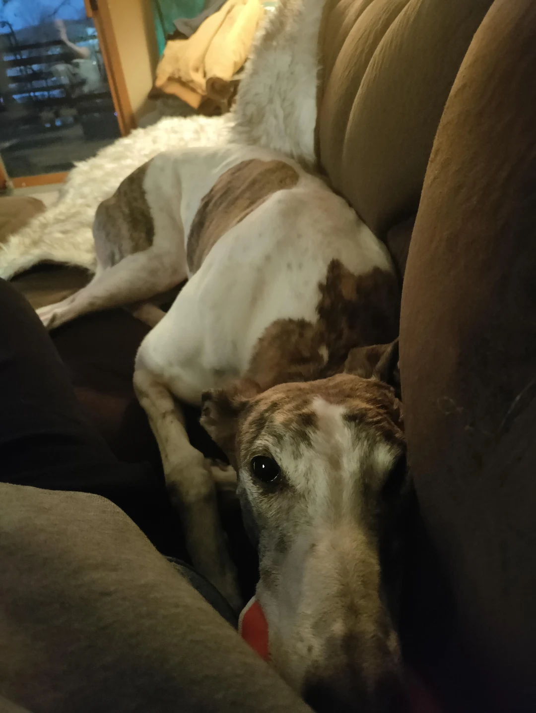 She's not much of a cuddler, so it's extra special when she's this close ️ | Scrolller