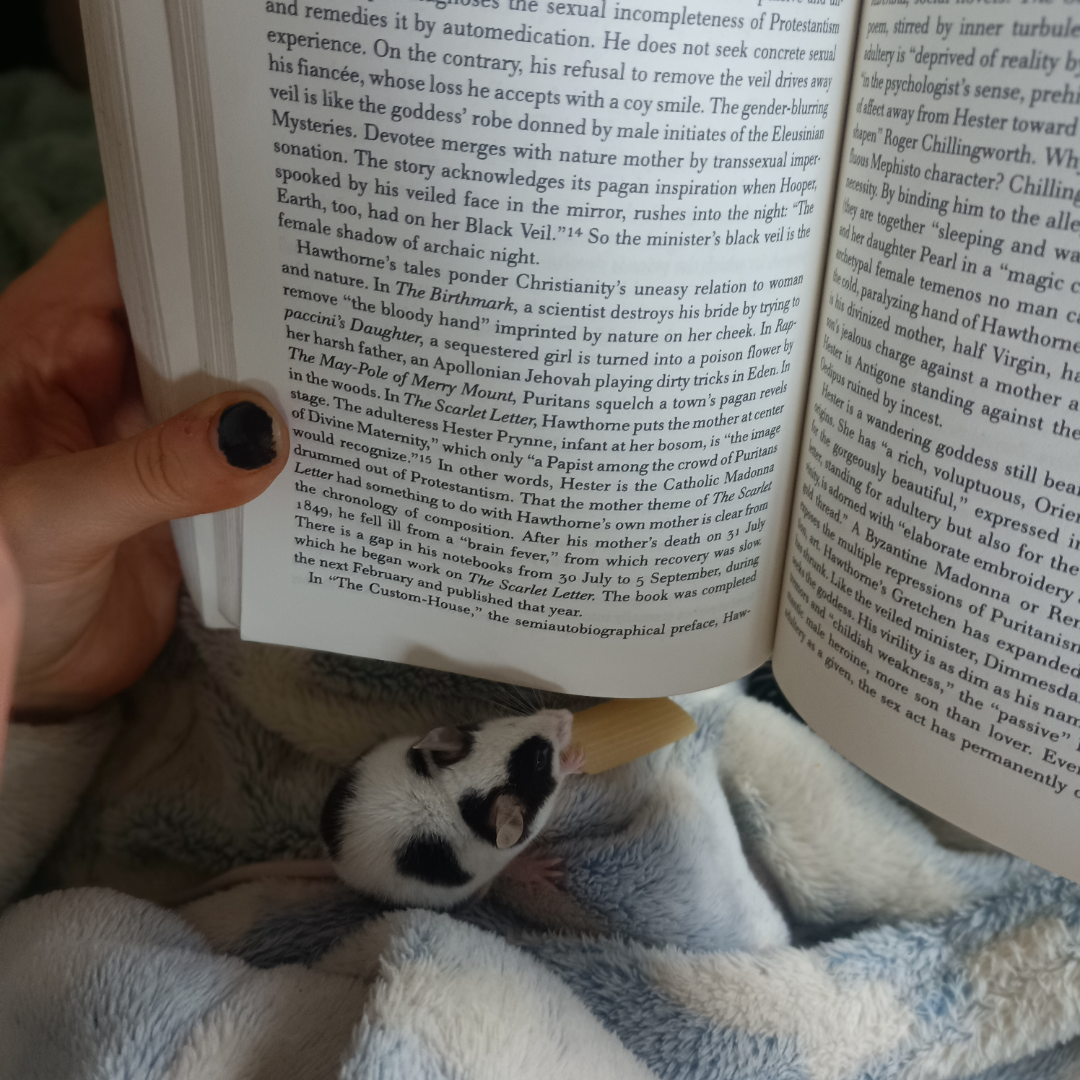 malvolio learning to read :) | Scrolller