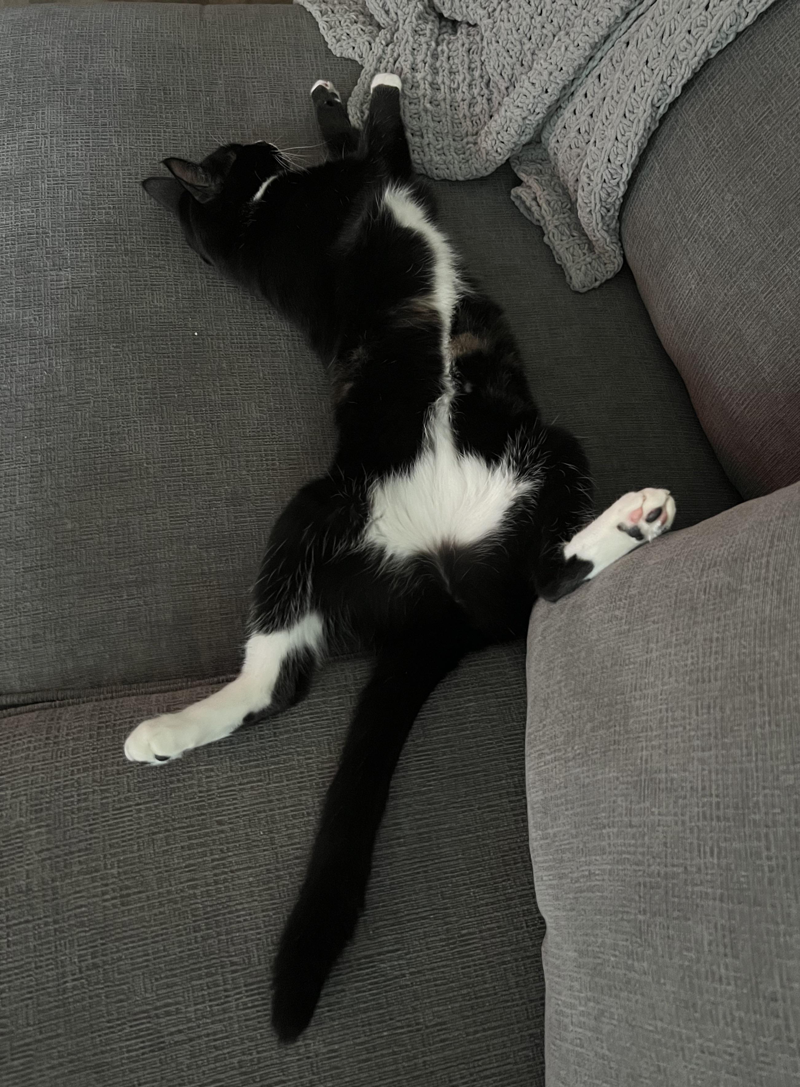 Adopted barely six hours ago | Scrolller