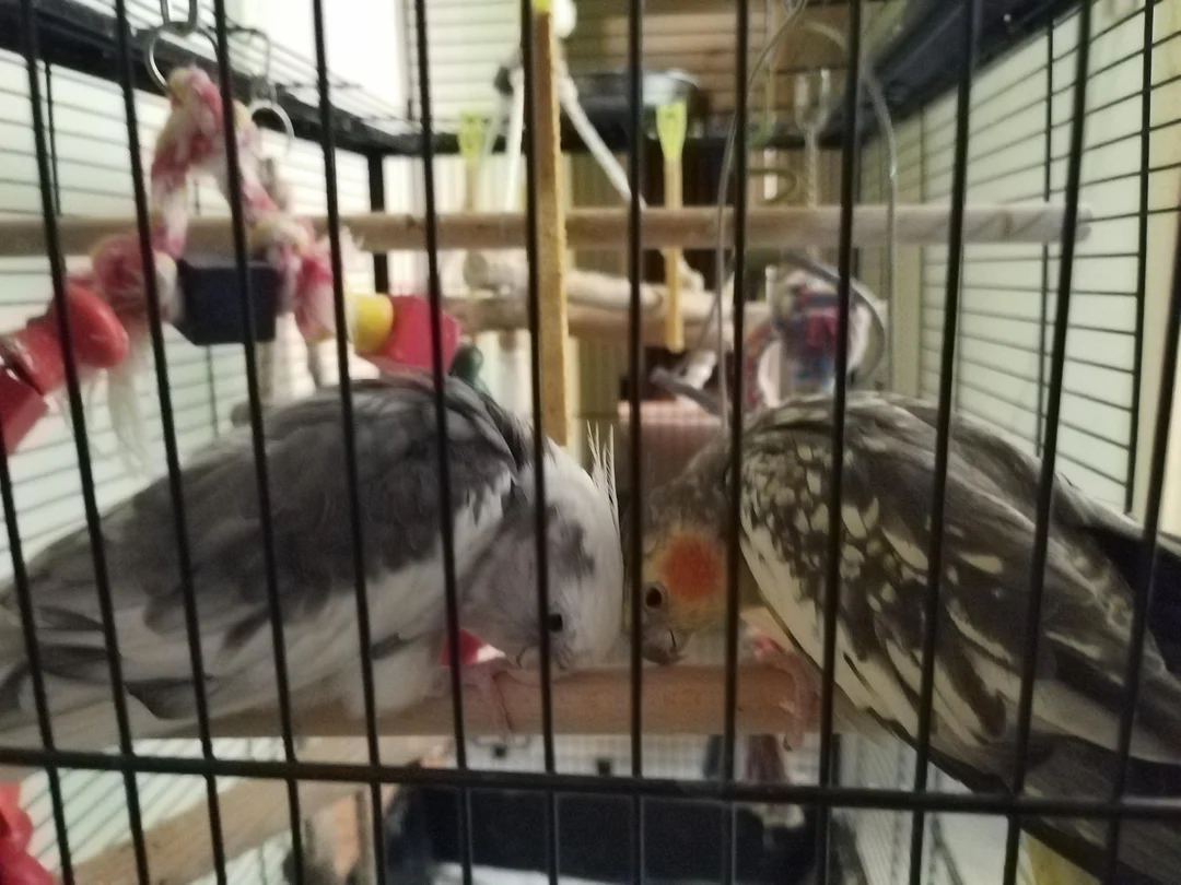 My birbs keep pushing eachothers head. Is this some kinda dominance thing ? | Scrolller