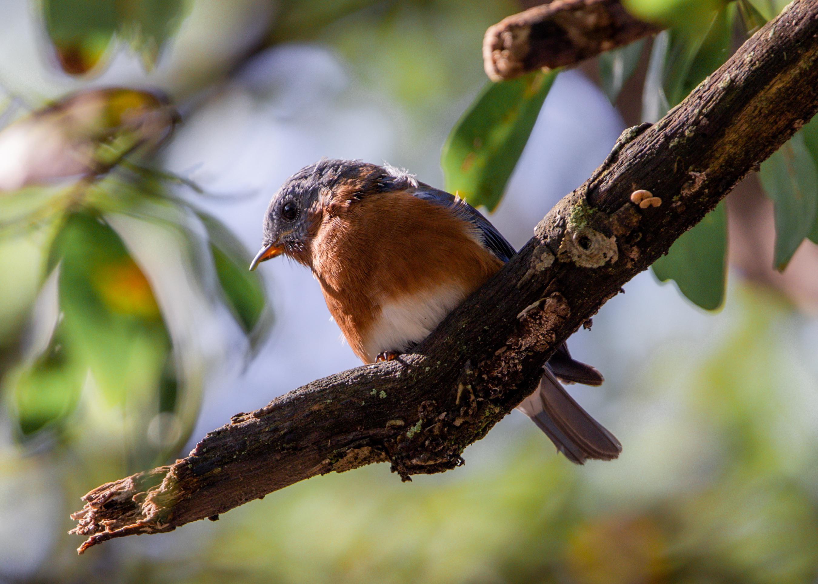 Eastern Bluebird in oak tree | Scrolller