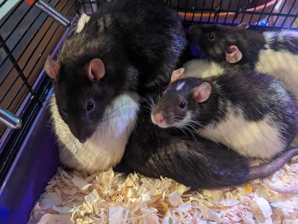 Dumped rats | Scrolller