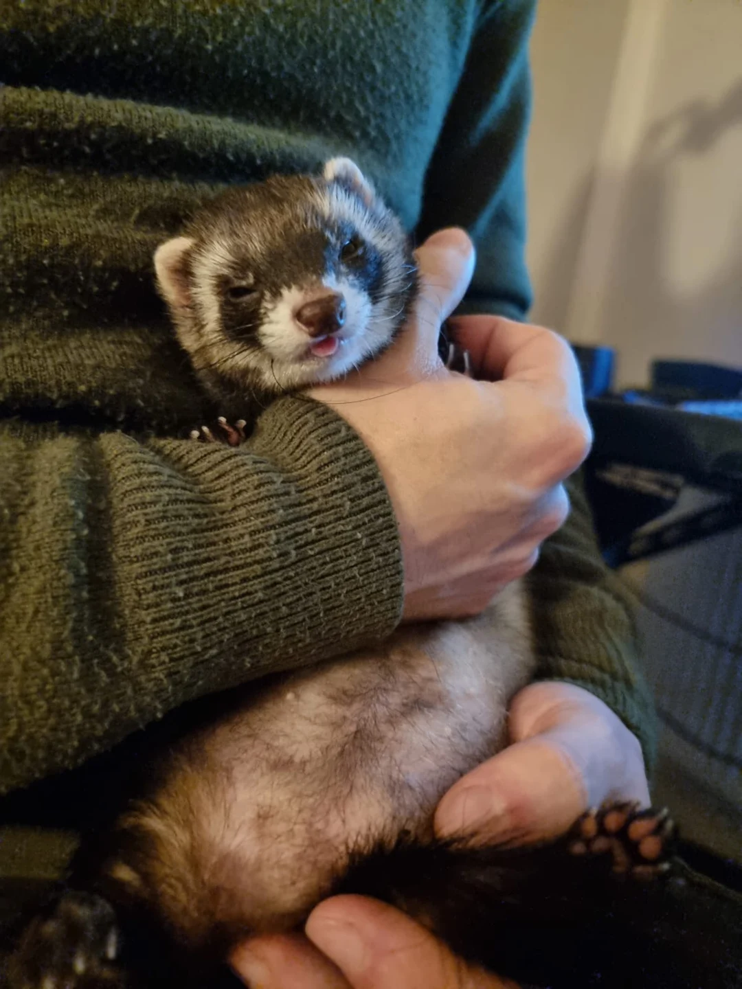 Return of the blep | Scrolller